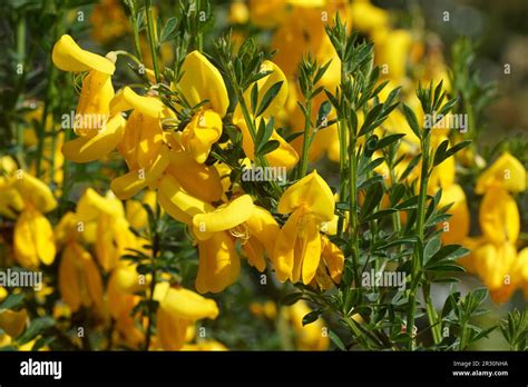 Close Up Yellow Flowers Of Cytisus Scoparius Syn Sarothamnus