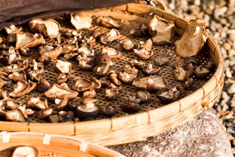 Drying Mushrooms In The Sun At Priscilla Roberts Blog