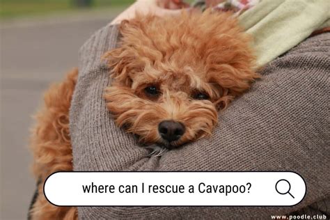 Where Can I Rescue A Cavapoo Top Resources And Tips Poodle Club