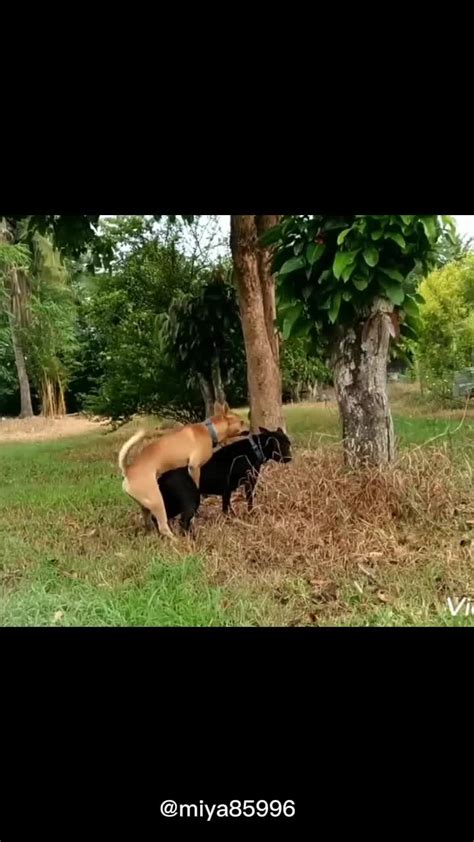 Understanding The Dog Mating Process Tiktok