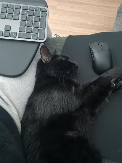 Ivsubq Fluids For Cat Medical Questions Need Help Asap Rcats