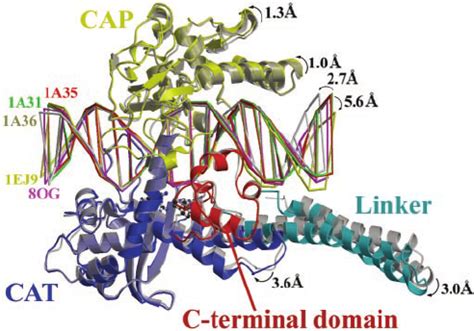 Crystal Structure Of Human Topoisomerase I In Complex With Dna