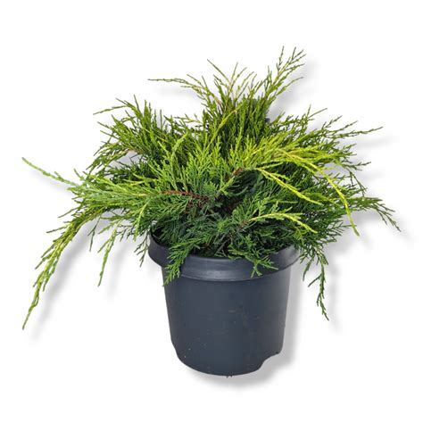 Juniperus Pfitzeriana Gold Coast Nizki Brin Vrtnarski Center Spletna