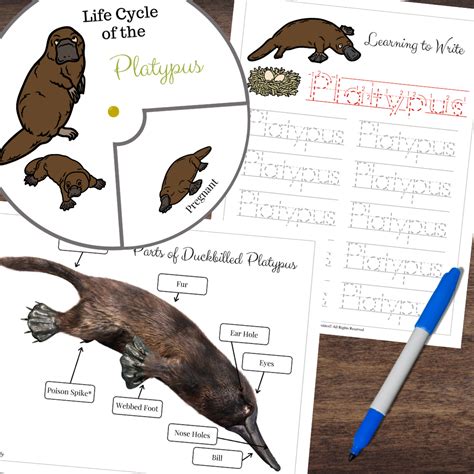 Montessori Inspired Platypus Life Cycle Anatomy Matching And Tracing Act