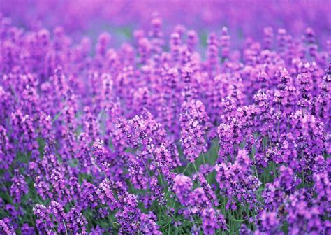 100 Lavender Purple Wallpapers