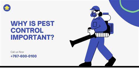 Pest Infestation Why Is Pest Control Important