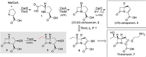 Biosynthesis Of Thienamycin And Activity Of Thnk Two Enzymes Thne And