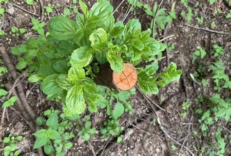 A New Tool In Our Toolbox For Buckthorn Control Critical Period