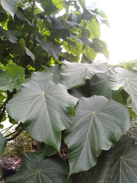 Binunga Macaranga Tanarius Native Trees Of Boracay