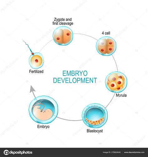 Human Zygote Development