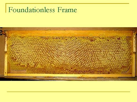 How And Why Do Foundationless Beekeeping By Michael
