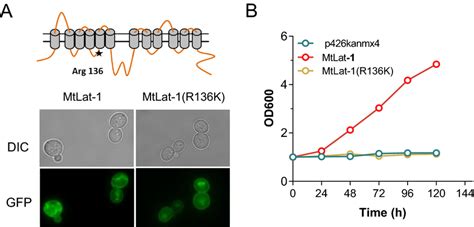 Non Transporting Mtlat 1 Point Mutant A Confocal Fluorescence Imaging Download Scientific