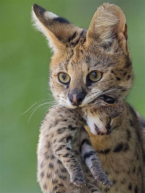 Pin By Ney Pereira On Felinos Serval Cats Newborn Kittens Wild Cats