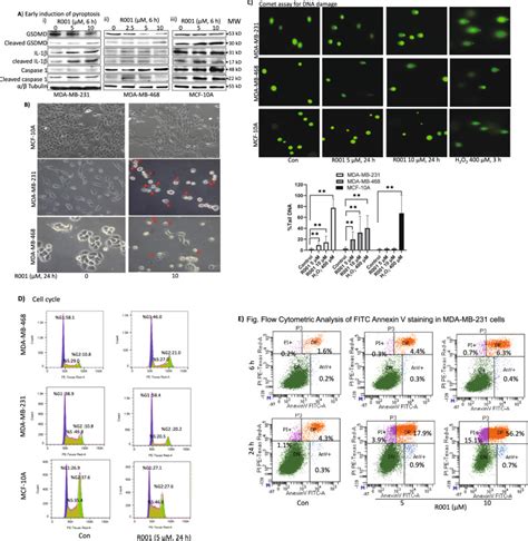 Cellrox Deep Red Flow Cytometry Assay Kit Thermo Fisher Bioz