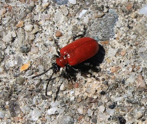 Reflections From Crumbly Acres Its Lily Bug Season