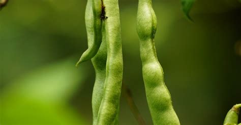 강낭콩 건강한 식생활 녹지 녹지 배경 농산물 농업 덩굴 봄 생생한 녹색 성장 셀렉티브 포커스 수확 식물 식물군 식물학 신선 신선한 신선한 콩