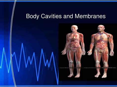 Ppt Body Cavities And Membranes Powerpoint Presentation Free Download Id 1828373