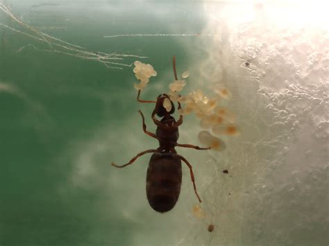 Day 35 Larger Larvae Ants New Jersey