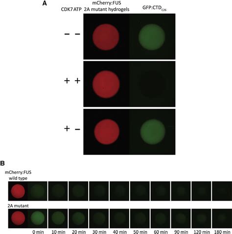 Phosphorylation Regulated Binding Of Rna Polymerase Ii To Fibrous Polymers Of Low Complexity