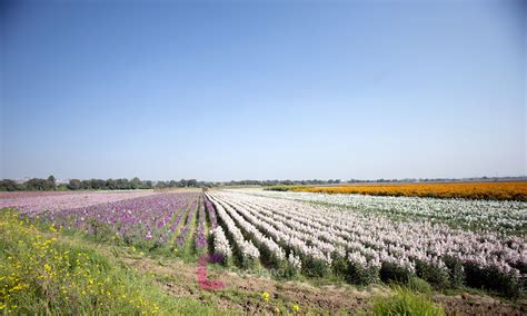 Inició El Corte De Flor En San Francisco Putla Tenango Del Valle