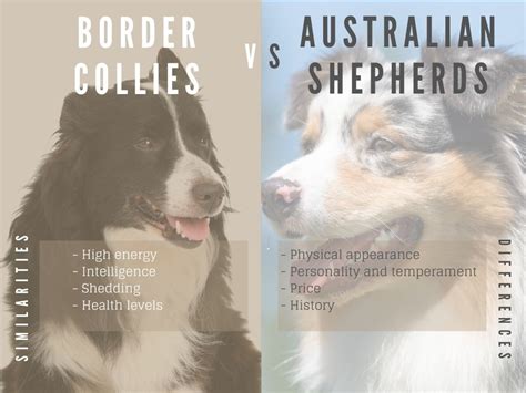 Are Border Collies Expensive