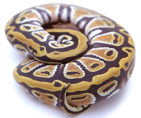 Cypress Ball Python Traits Morphpedia