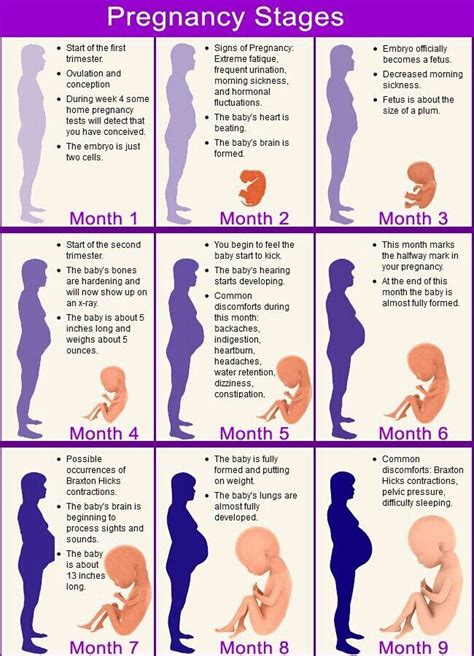 Month By Month Pregnancy Stages Pregnancy Stages Pregnancy Calendar