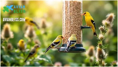 American Goldfinch Id Habitat Diet Breeding And Behavior Facts