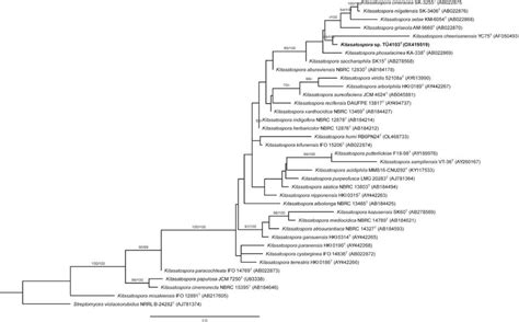 Maximum Likelihood Phylogenetic Tree Inferred Under The Gtrgamma Model