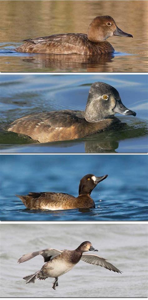 Sea Duck Identification Chart At Daniel Pomeroy Blog
