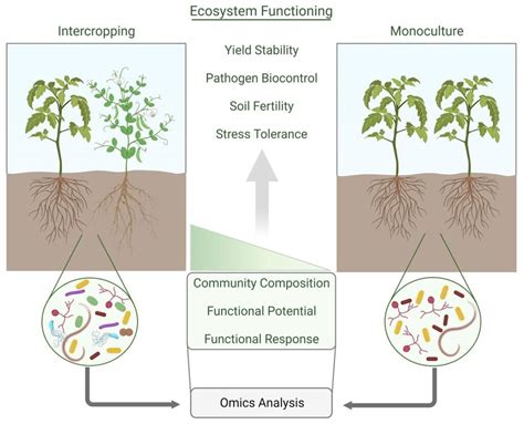 3 Powerful Types Of Intercropping For Boosting Yields In Mittimind Farms