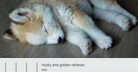 Never Knew I Needed A Marshmallow This Bad In My Life Album On Imgur