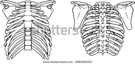 Thoracic Spine Chest Ribs Bone Shoulders Stock Vector Royalty Free 2482483401 Shutterstock