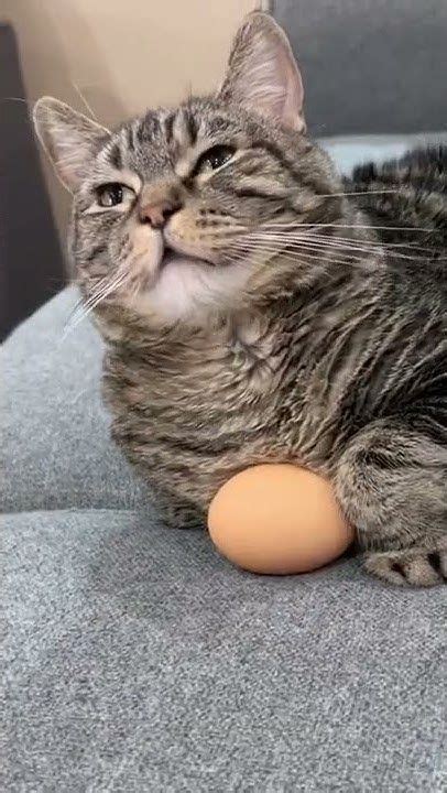 Penny Is So Caring Penny The Talking Catsinging Cat Cat Talk