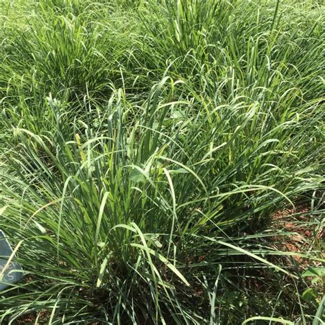 Cymbopogon Citratus Lemongrass Herbs Green Cover Initiative