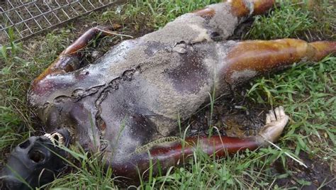 Human Decomposition Explored Texas State Universitys Body Farm