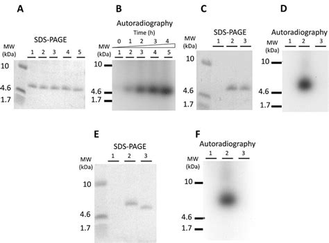 Spya Mediated 32p Adp Ribosylation Of Spyb A And B Adp Ribosylation