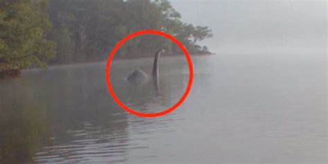 Le Monstre Du Loch Ness Un Gros Silure