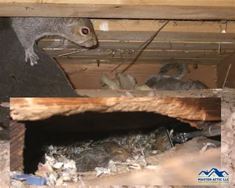 How Do You Get Flying Squirrels Out Of Your Attic