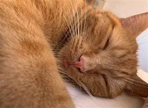 My Exs Cat Blep Too Cute I Miss Him Rblep