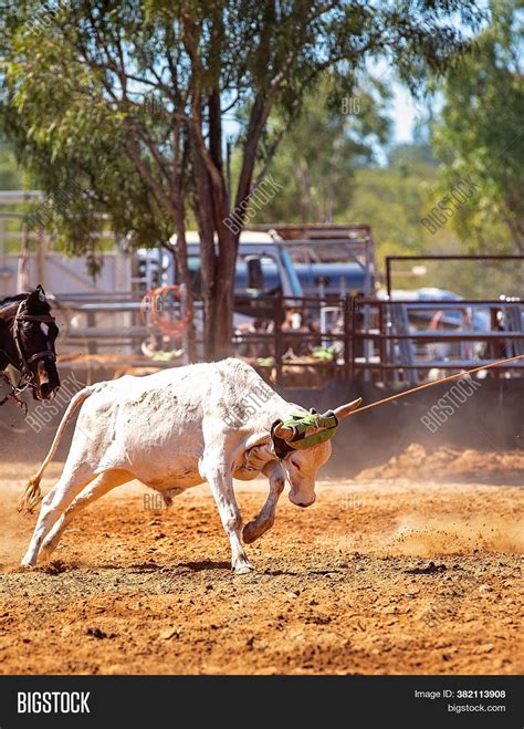 Calf Being Lassoed Image And Photo Free Trial Bigstock