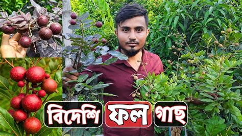 বিদেশি ফল গাছের দাম রায়েরবাজারের মামনি নার্সারিতে Fruit Tree Price