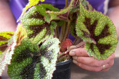 Taking Begonia Leaf Cuttings Project Bbc Gardeners World Magazine