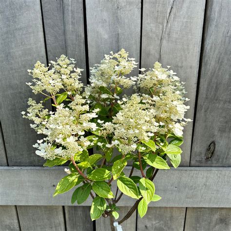 Quick Fire Hydrangea Tree For Sale Florae Farms