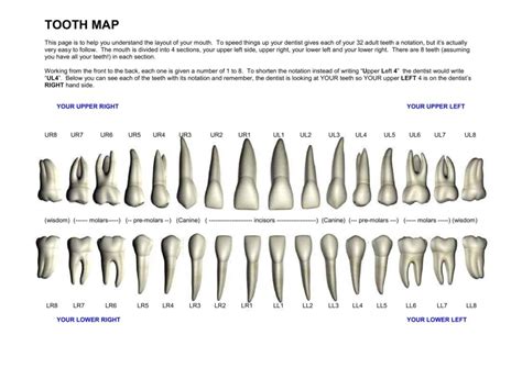 Free Printable Tooth Chart With Numbers Easy Guide Printables For