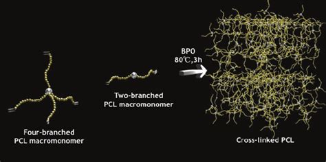 Schematic Illustration Of Preparation Of Cross Linked PCLs Layers With Download Scientific