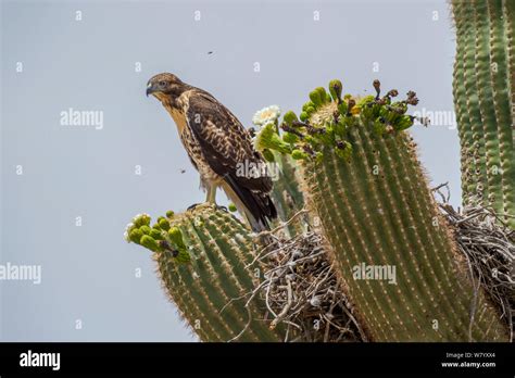 Red Tailed Hawk Buteo Jamaicensis Calrus At Nest In Saguaro Cactus Carnegiea Gigantea In
