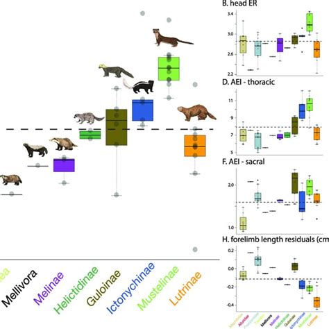 Pruned Time Calibrated Phylogeny Of Musteloidea Redrawn From Law Et Al