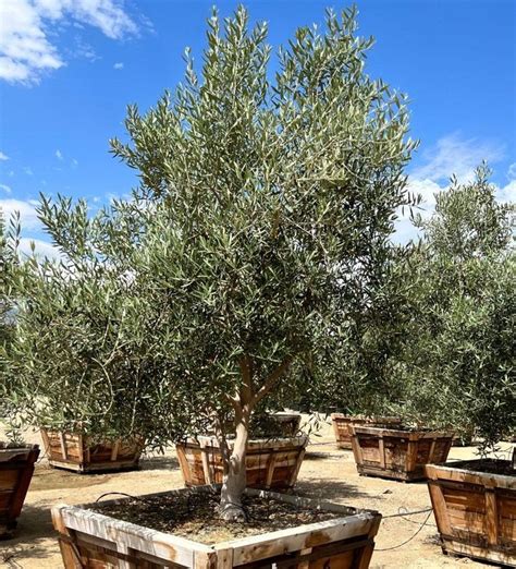 Swan Hill Olives® Fruitless Olive Tree Olea Europaea Swan Hill