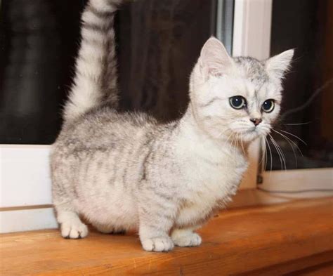 100 Munchkin Cat Wallpapers